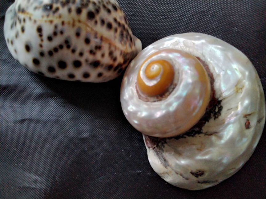 Ракушки крупные