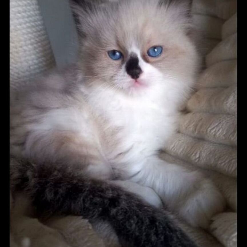 Чистокровный Регдолл мальчик