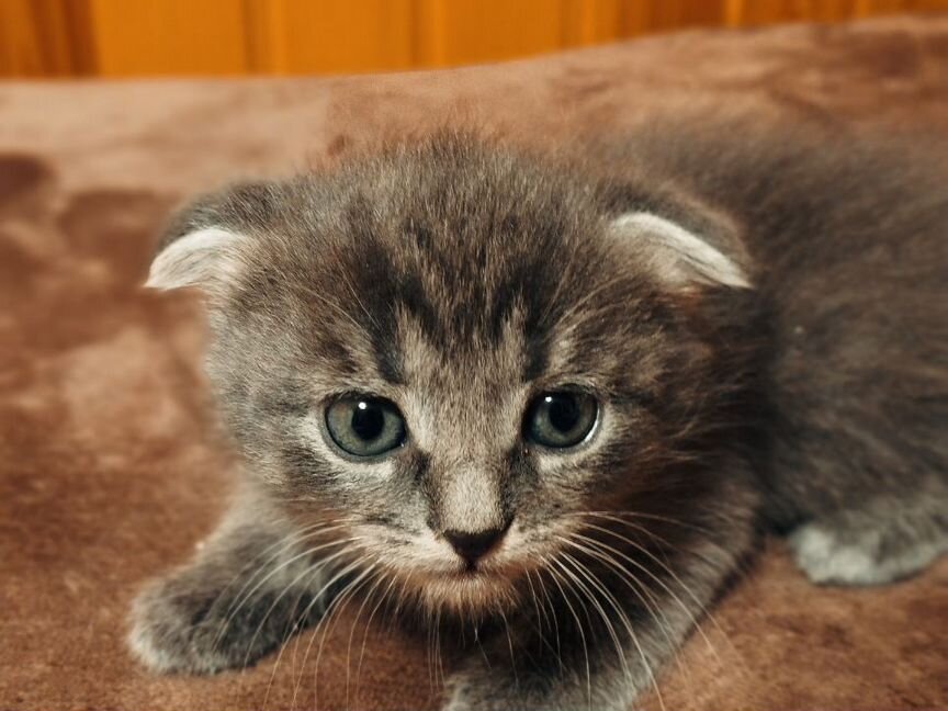 Котятки от вислоухой кошечки