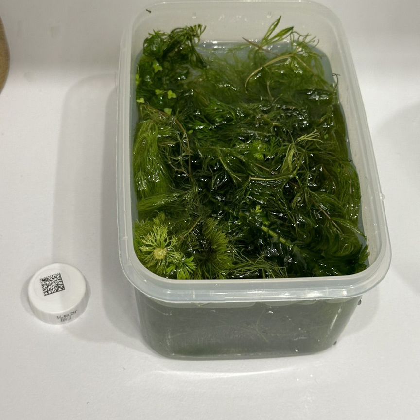 Роголистник и элодея