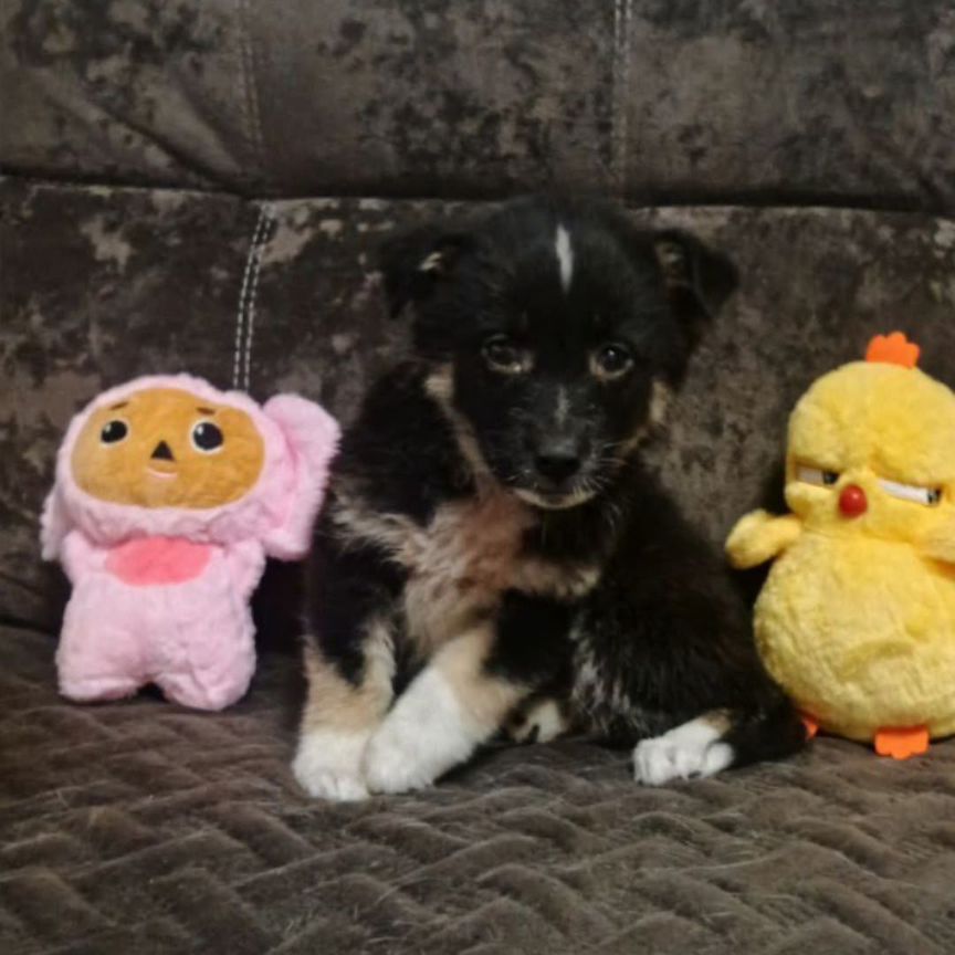 Щенок в добрые руки