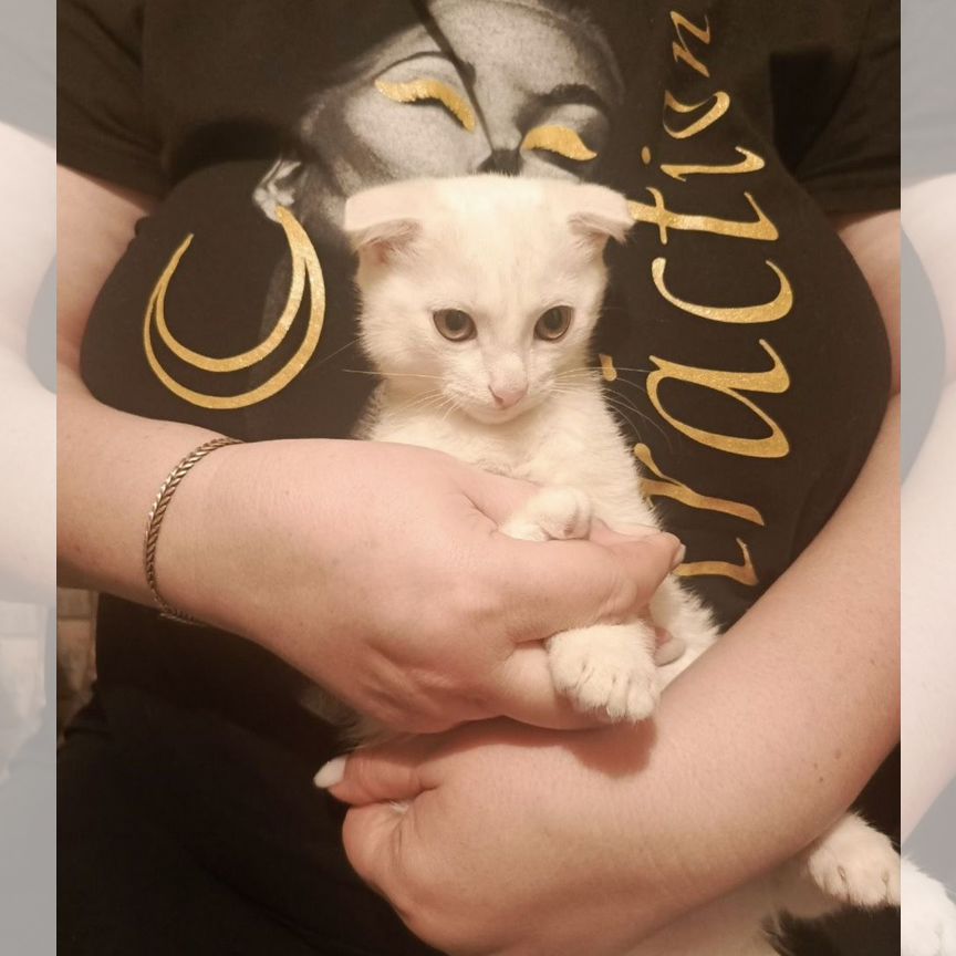 Шотландский вислоухий короткошёрстный котёнок