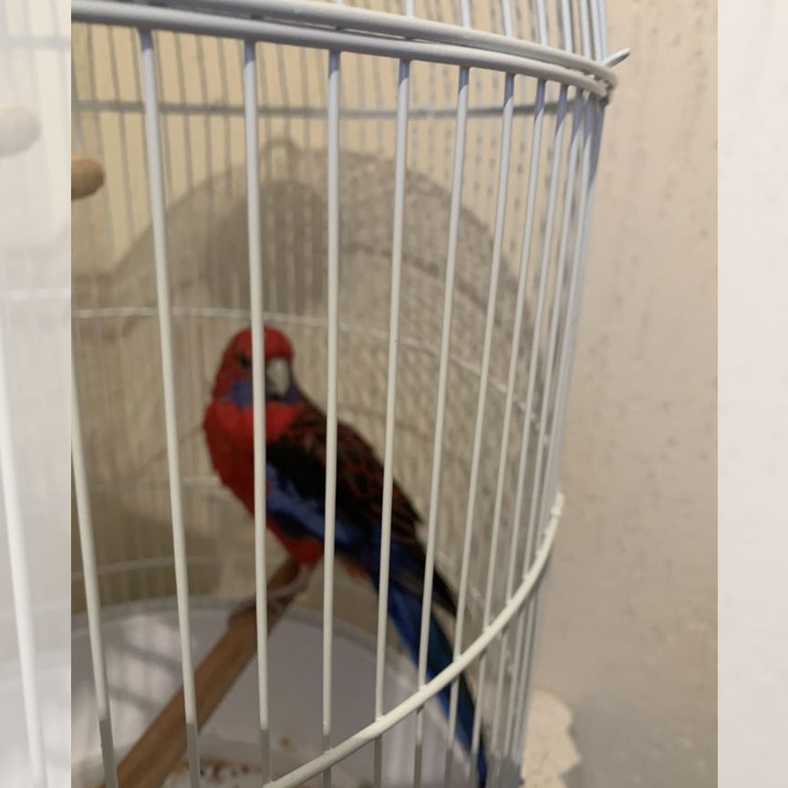 Попугай ожереловый розелла