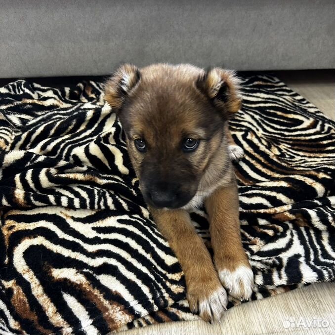 Щенок среднеазиатской овчарки (алабай)