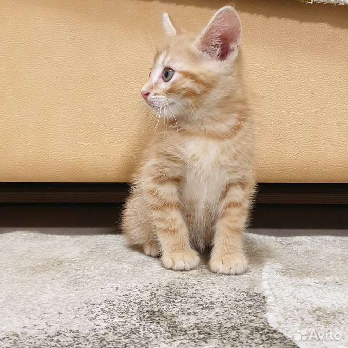 Котенок мальчик 2мес