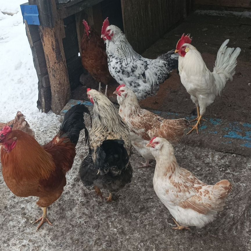 Молодые петухи