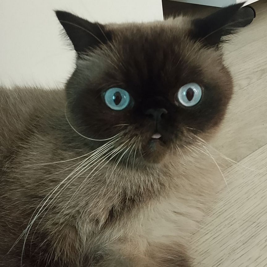 Потерялся котик
