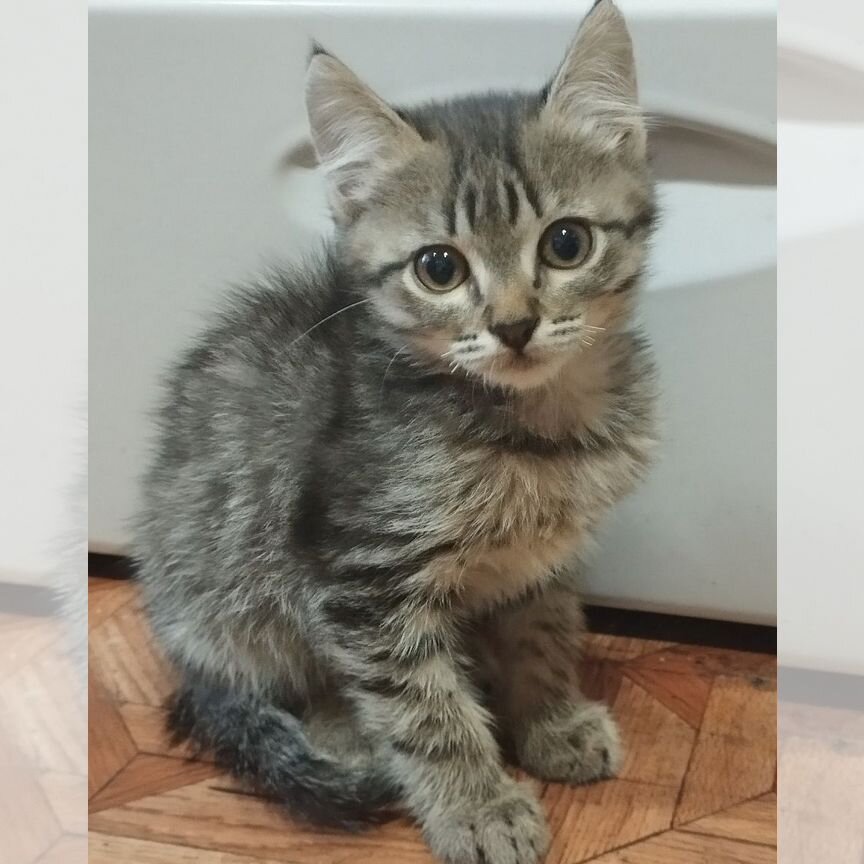 Котик