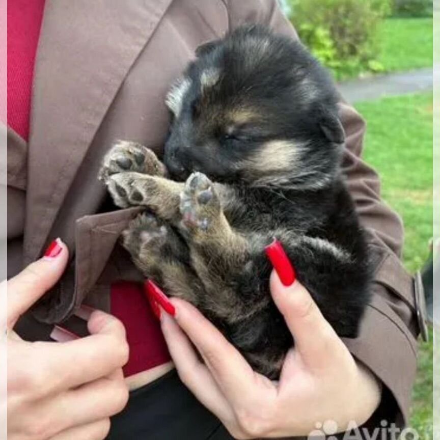 Щенок в добрые руки