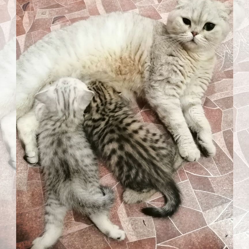 Шотландский вислоухий короткошёрстный котёнок