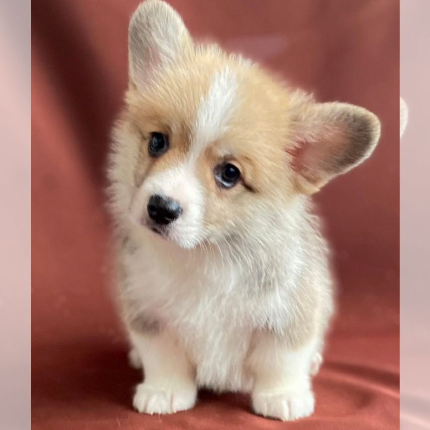 Вельш Корги Пемброк, щенок