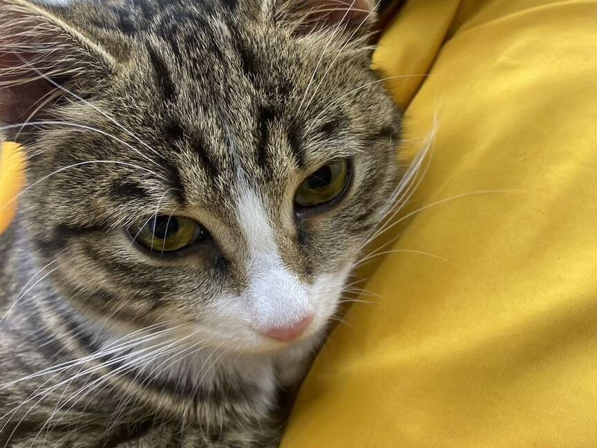 Кошка девочка 6 мес