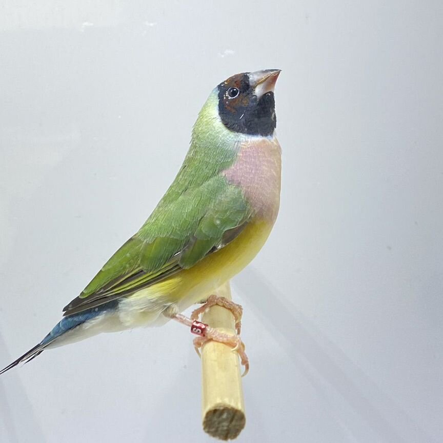 Амадина гульда самки