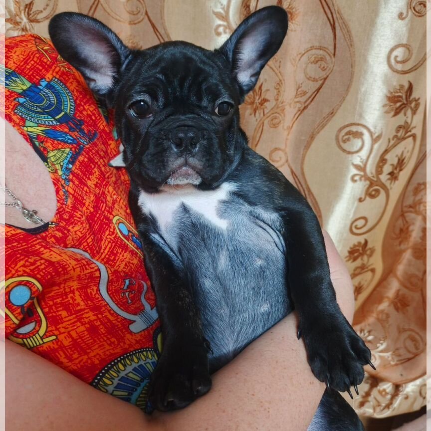 Французский бульдог, щенок