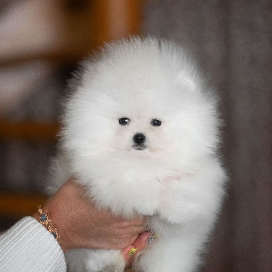 Померанский шпиц медвежьего типа