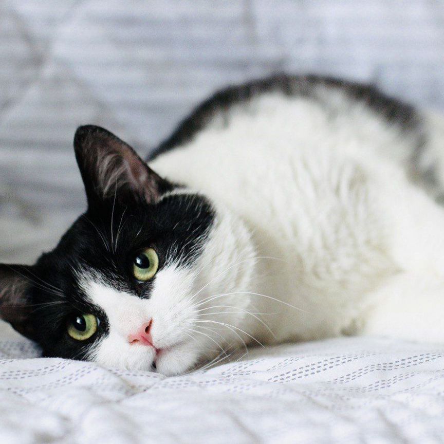 Толстячок котик Феликс