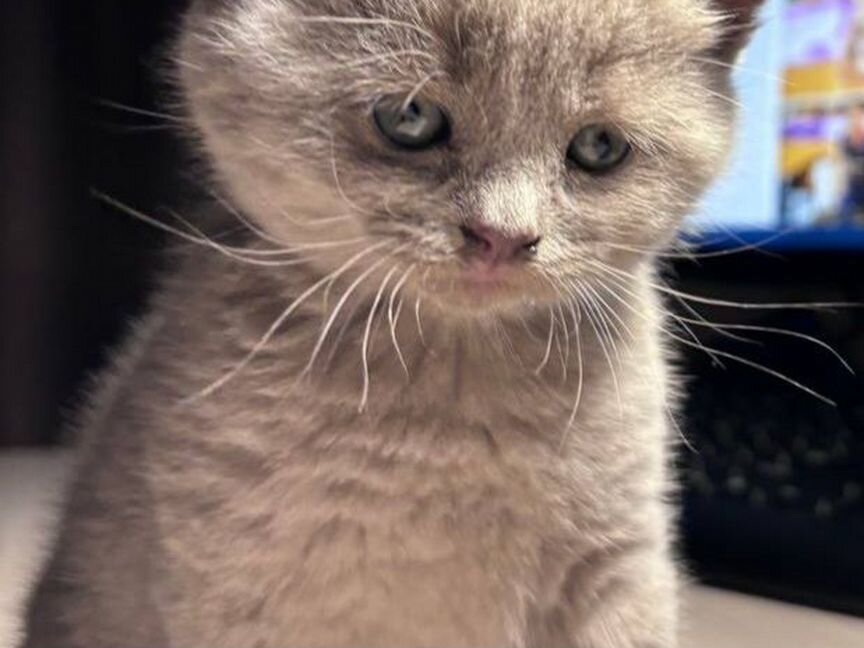 Британские котята