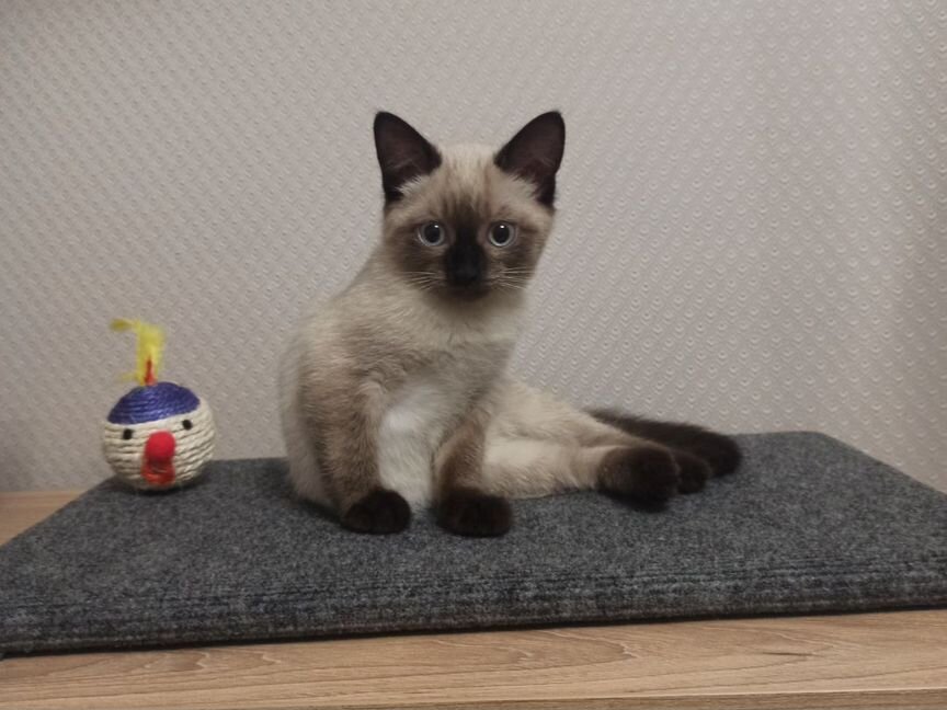 Котёнок
