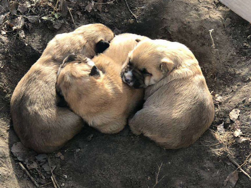 Щенки малютки ищут дом