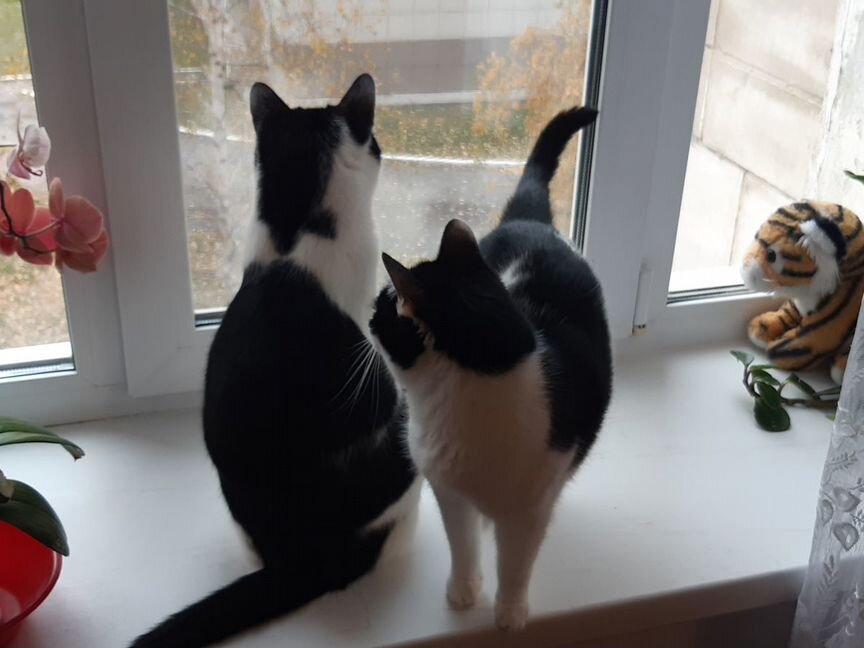 Отдам в добрые руки или на временную передержку