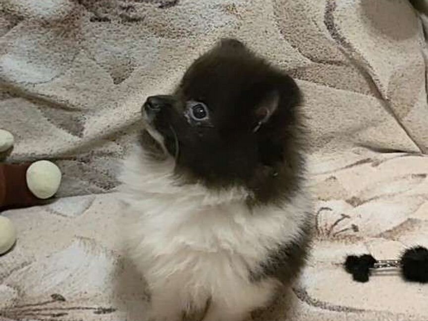 Необычный мальчик шпица