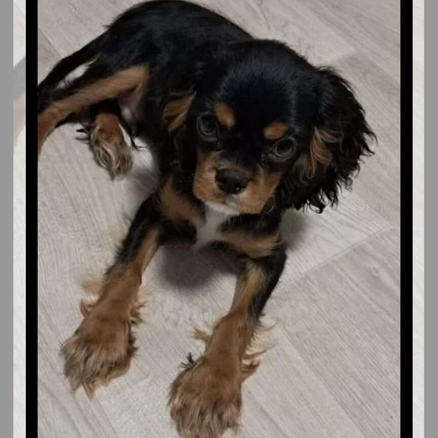 Кавалер кинг-чарльз-спаниель, щенок