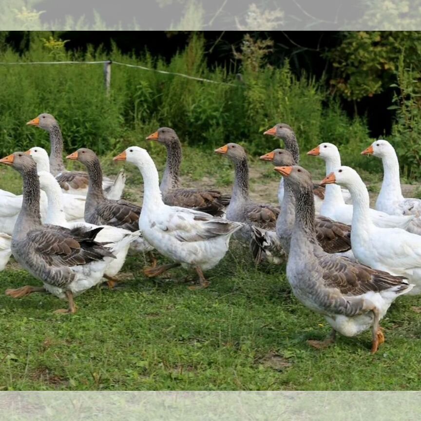 Гусь домашний