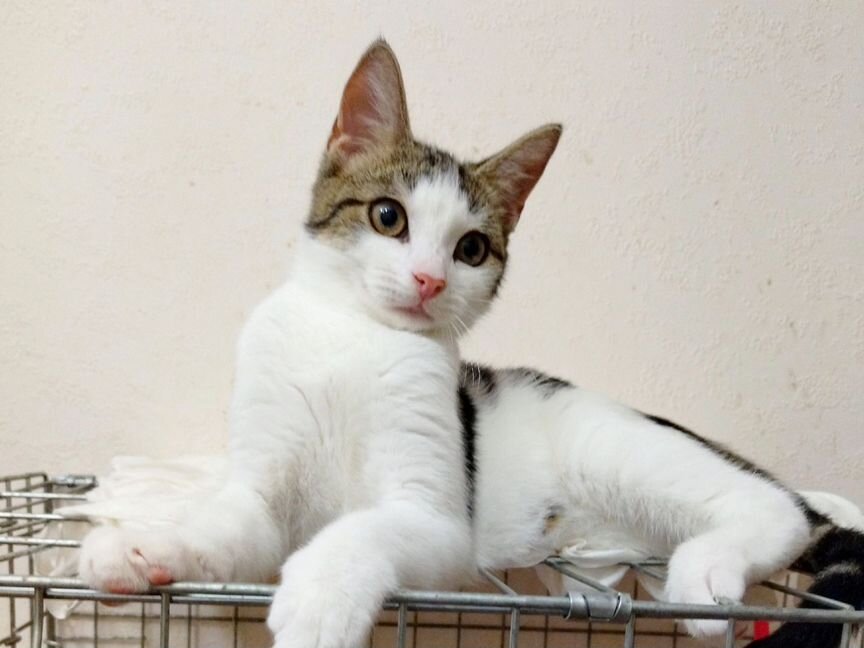 Мальчишка ищет семью