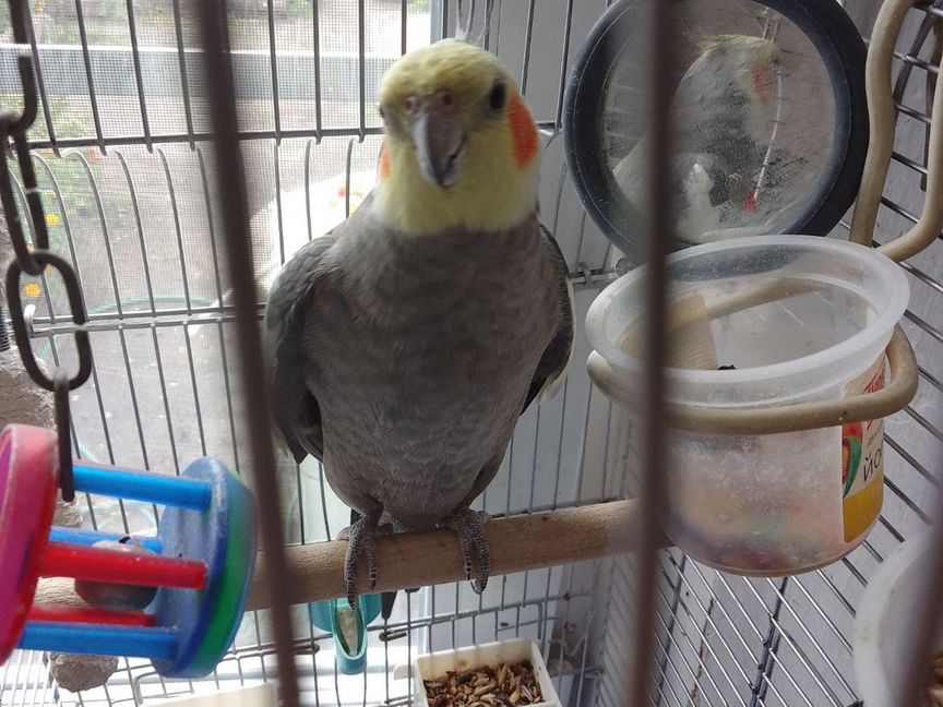 Попугай корелла с клеткой