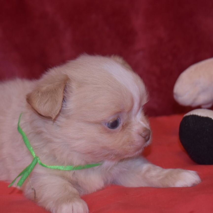 Чихуа - мальчик крем