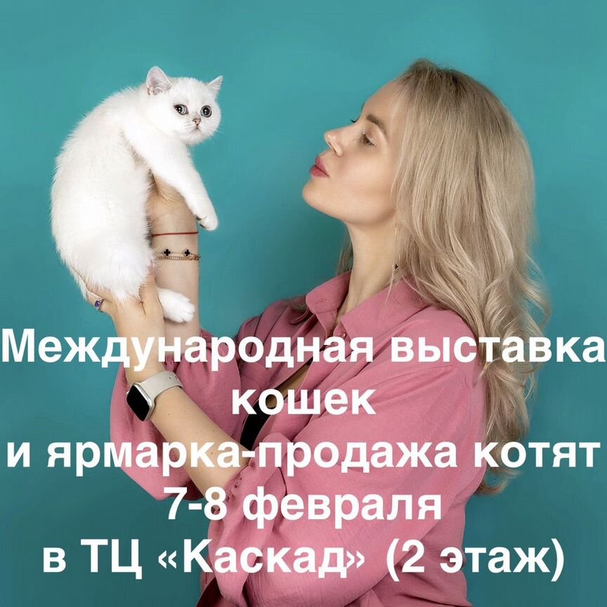 Британский короткошёрстный котёнок