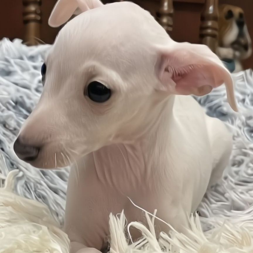 Левретка, щенок