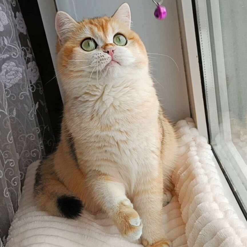 Кошечка, золотая шиншилла