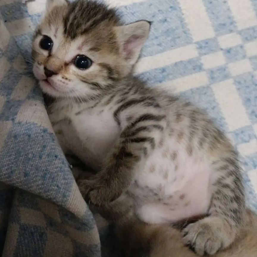 Котёнок в добрые руки