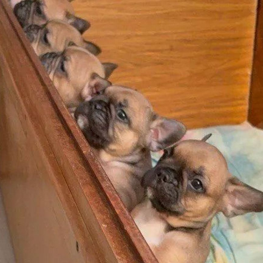 Французский бульдог, щенок