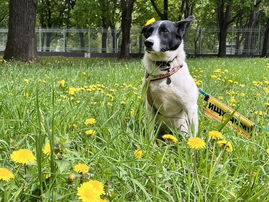 Робкая добрая собака ждет в приюте