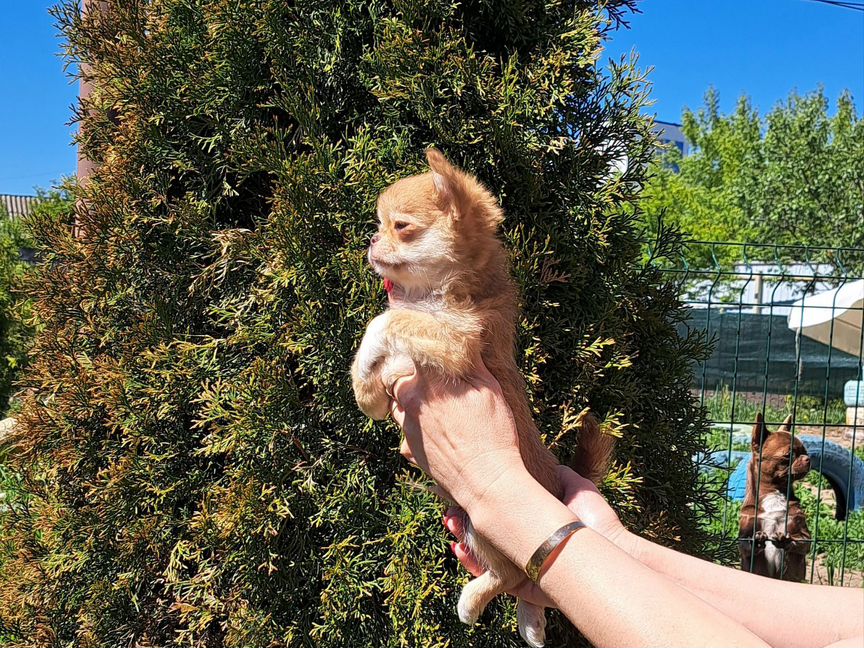 Чихуахуа курносый мальчик