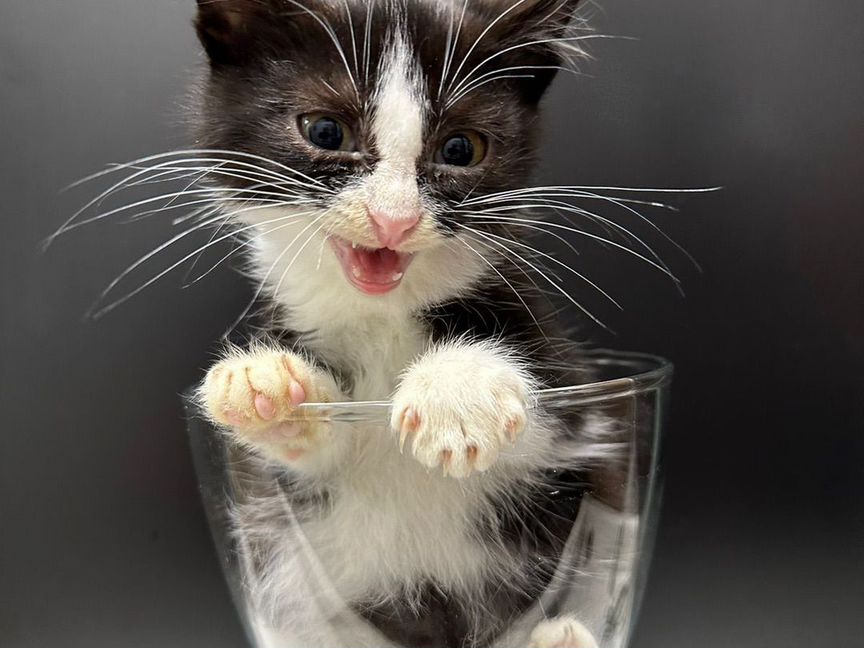 Котёнок с приданным в добрые руки