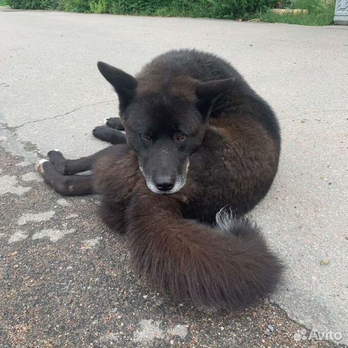 Акита ину черный бесплатно