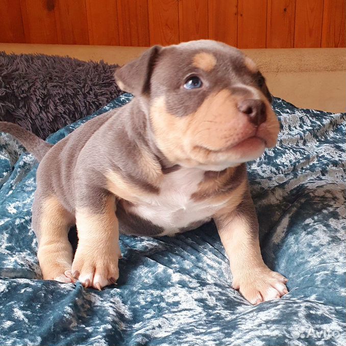 Шикарный мальчик американский булли