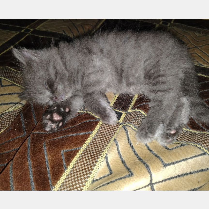 Продам котят