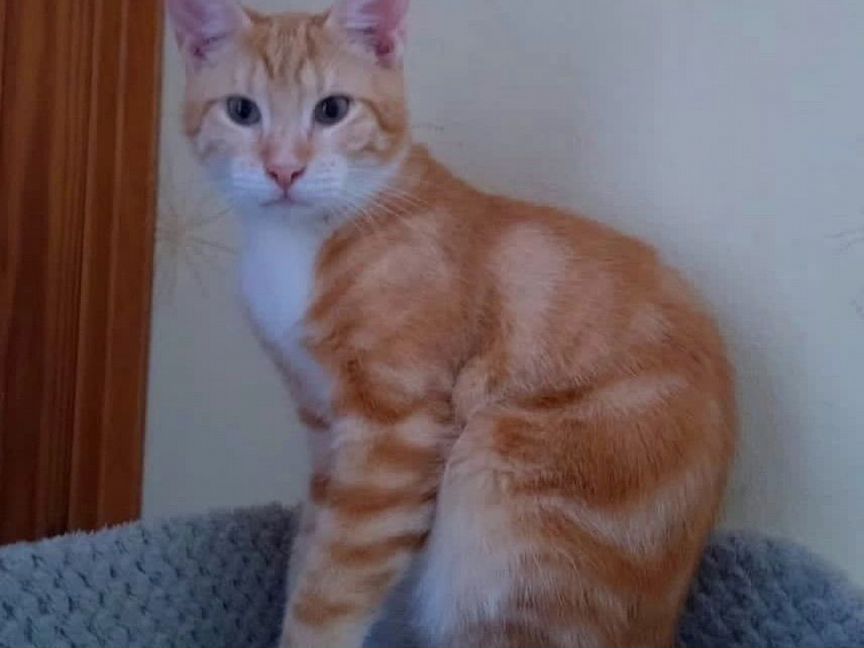 Котик в добрые руки