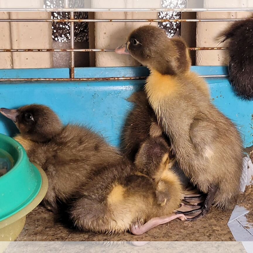 Индийский бегунок утята