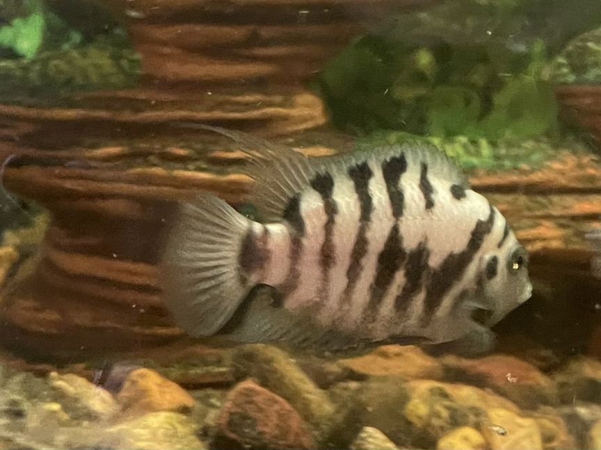 Аквариумные рыбы цихлиды