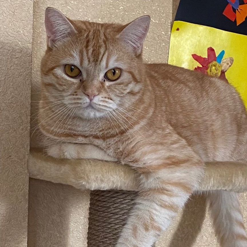 Кот