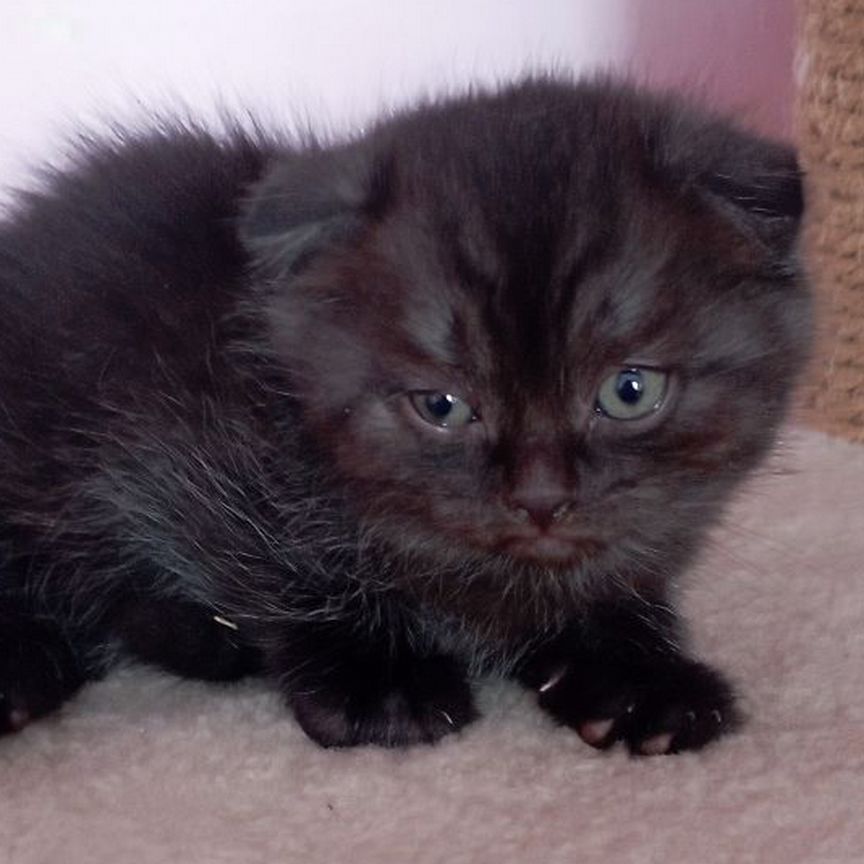 Шотландские котята