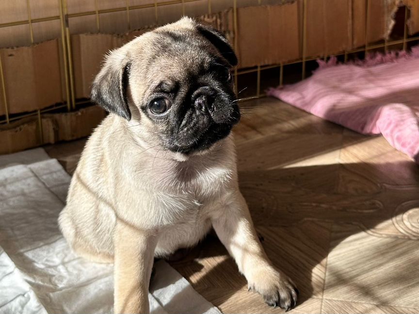 Щенки мопса