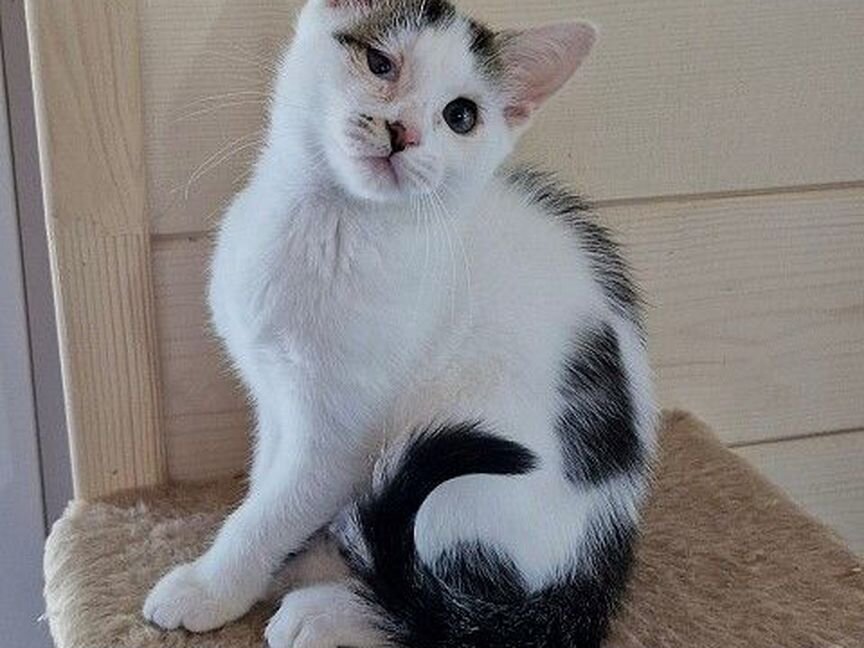 Море обаяния, чудесный домашний котенок Рыся