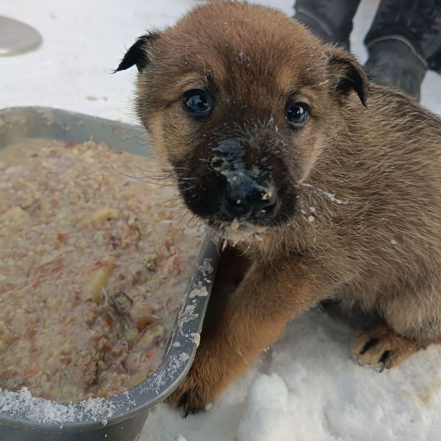 Щенок в добрые руки