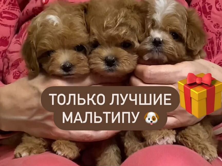 Мини Мальтипу ф1 Корейский тип